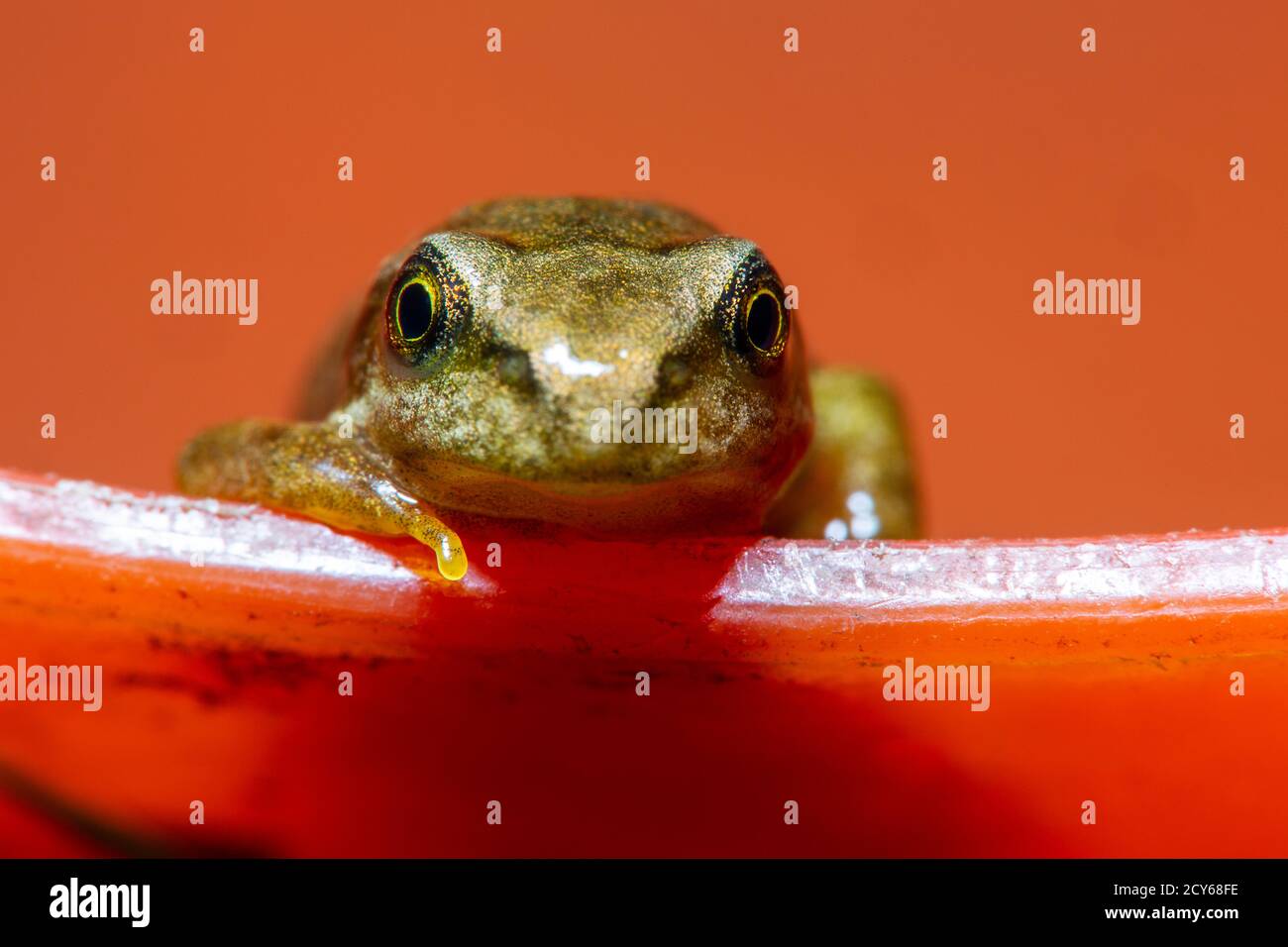 Frog face hi-res stock photography and images - Alamy
