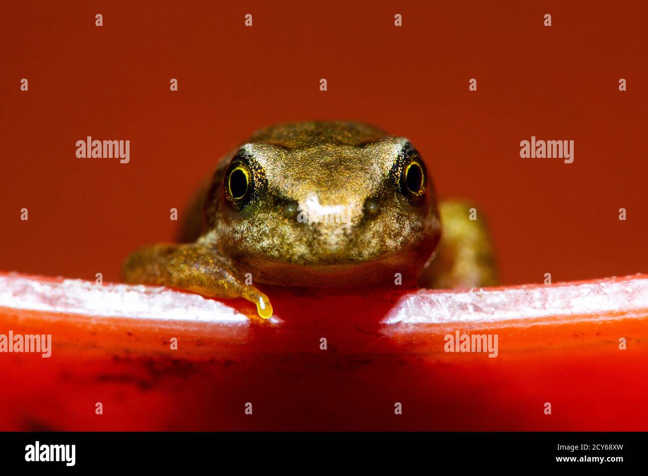 Bug eyes on a frog hi-res stock photography and images - Alamy