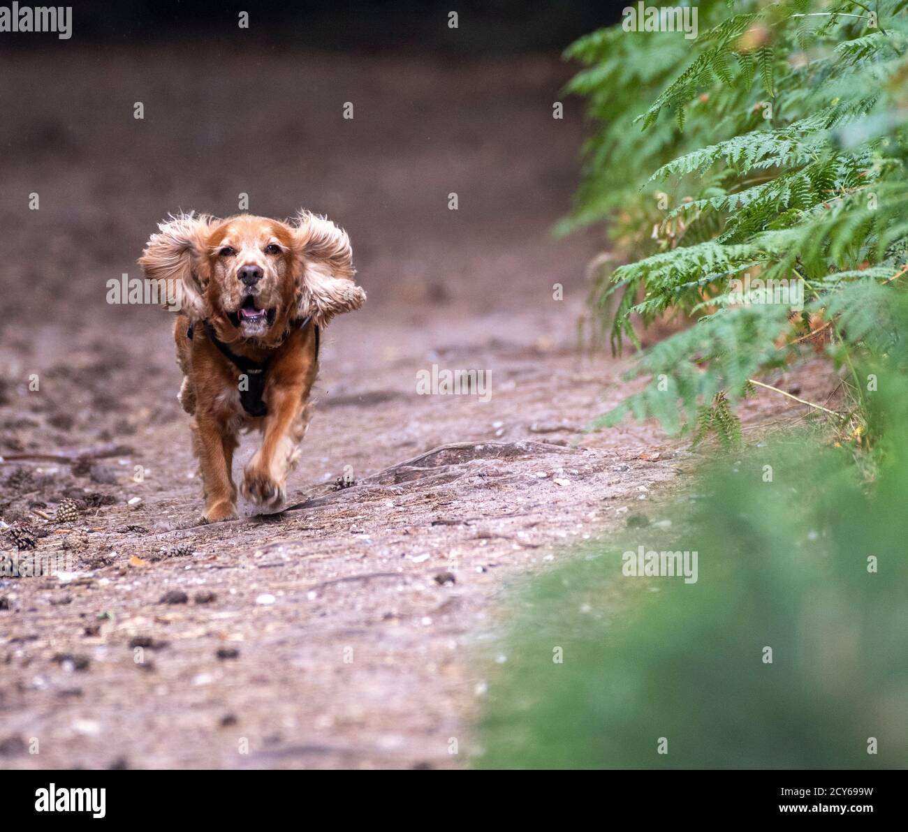 Dirt running track hi-res stock photography and images - Alamy