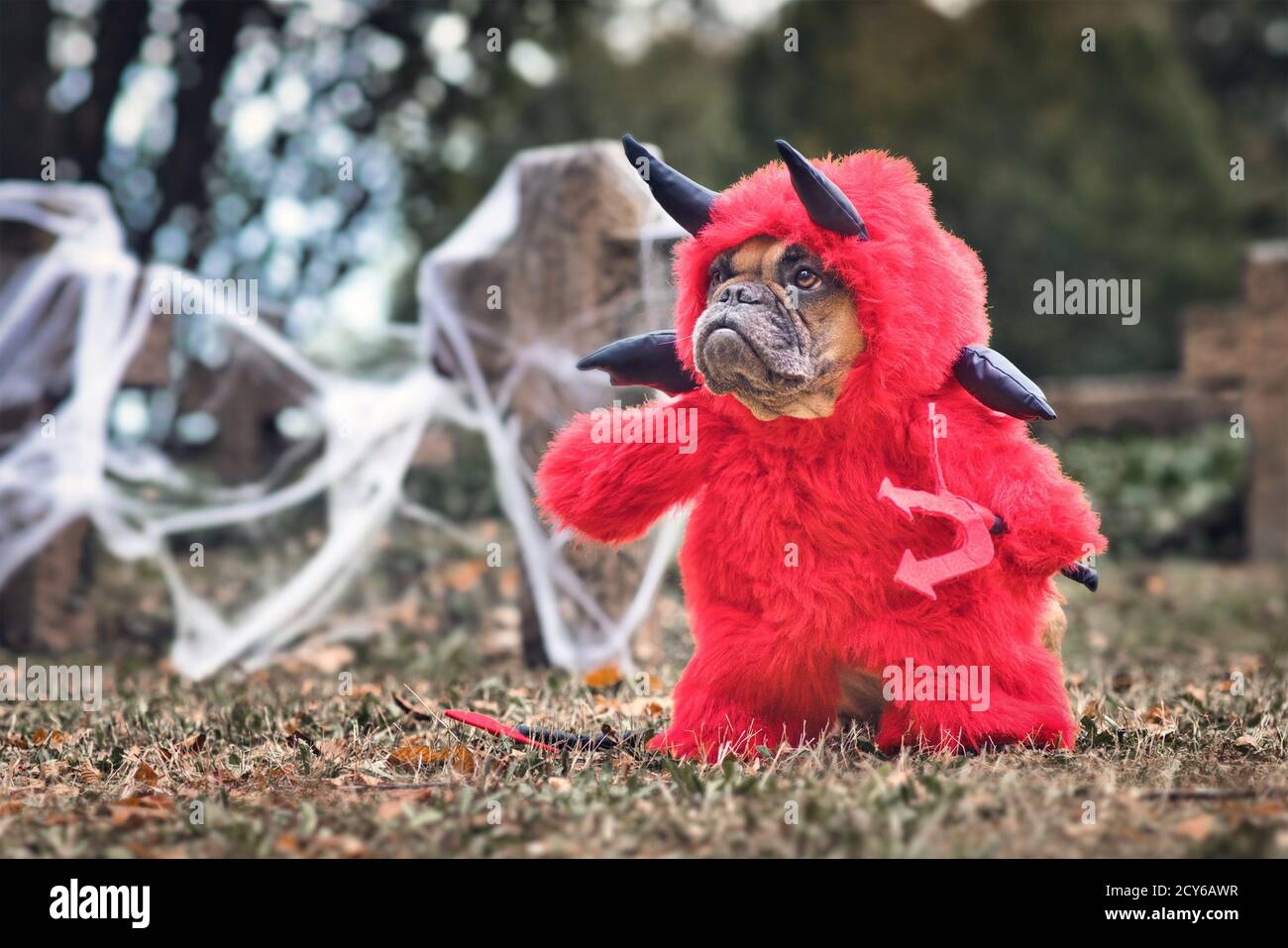 French Buldog dog wearing red Halloween devil costum with fake arms ...