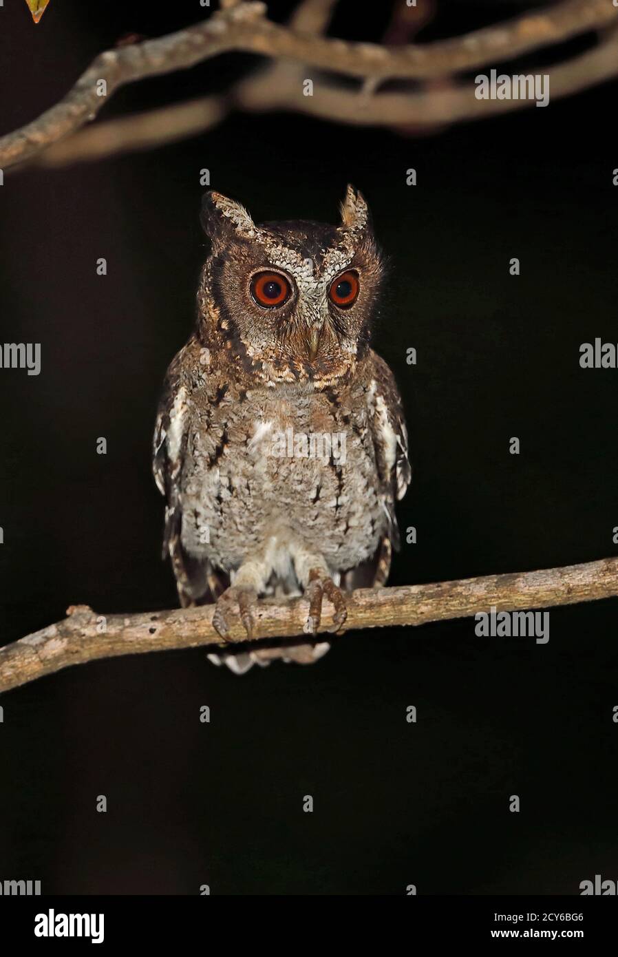 Indonesia scops owl hi-res stock photography and images - Alamy