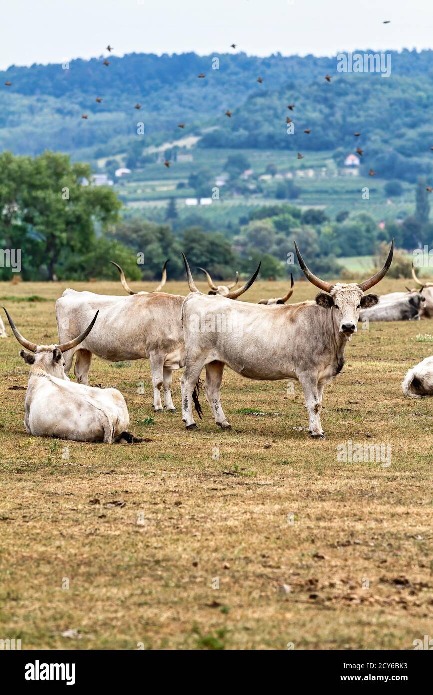Hungarian grey cattle heard on the field Stock Photo - Alamy
