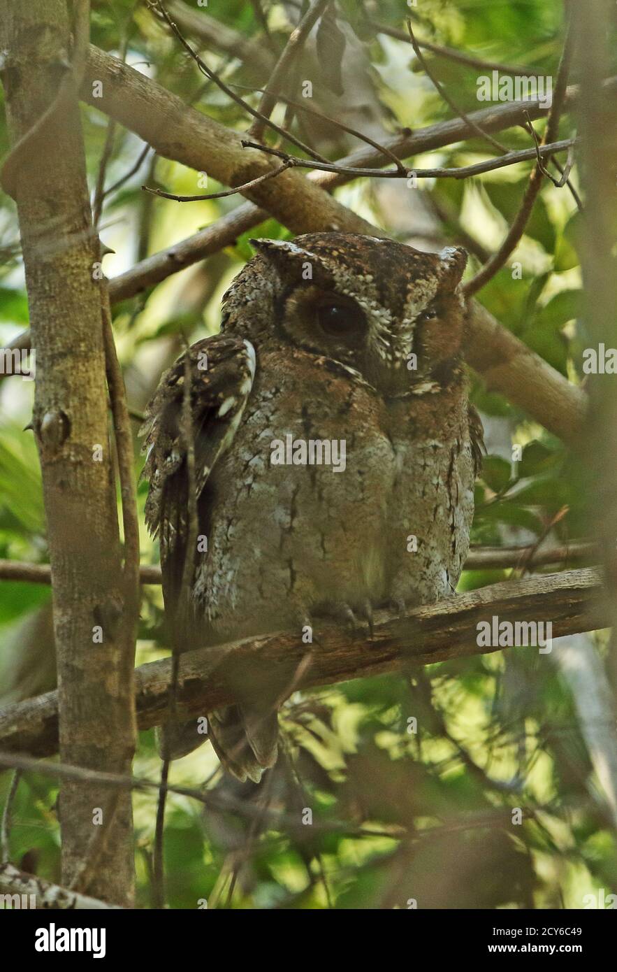 Indonesia scops owl hi-res stock photography and images - Alamy