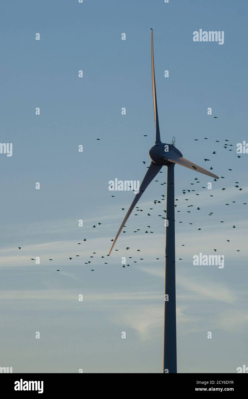 Birds wind farm hi-res stock photography and images - Alamy