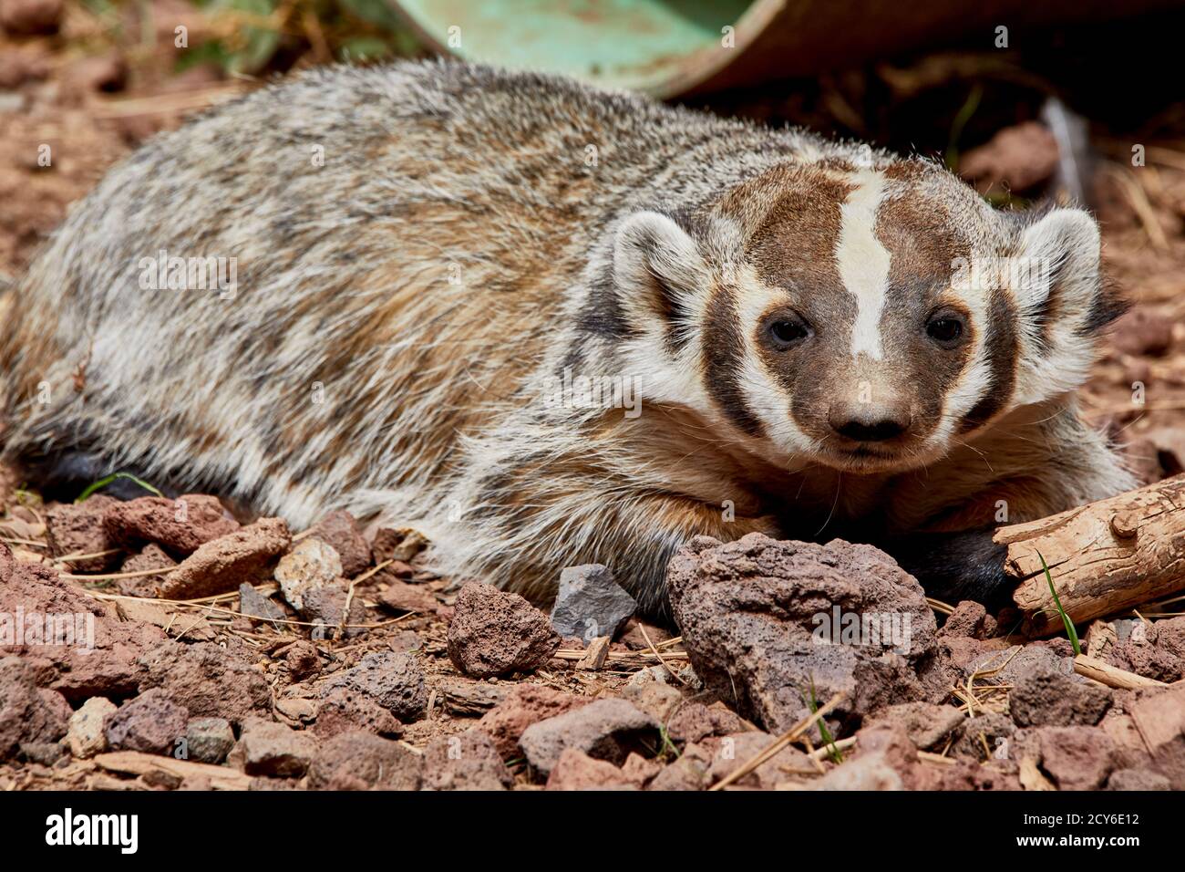 Close up of a badger looking at the camera while laying on the ground ...