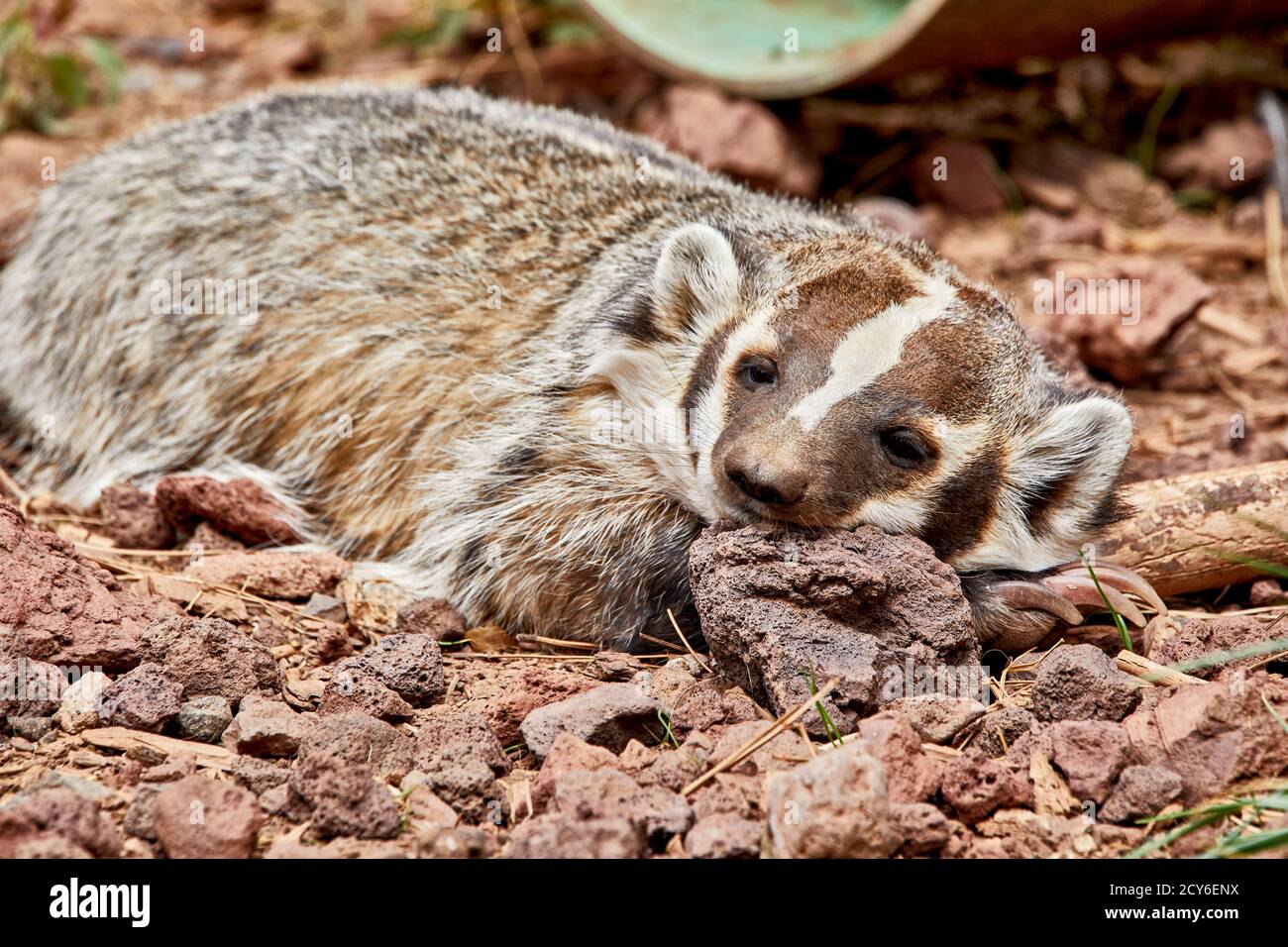 Burrowing mammal hi-res stock photography and images - Alamy