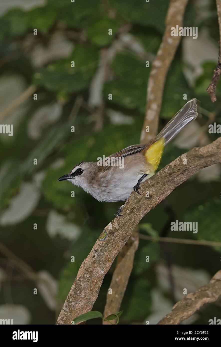Yellow vented bulbul bird hi-res stock photography and images - Alamy