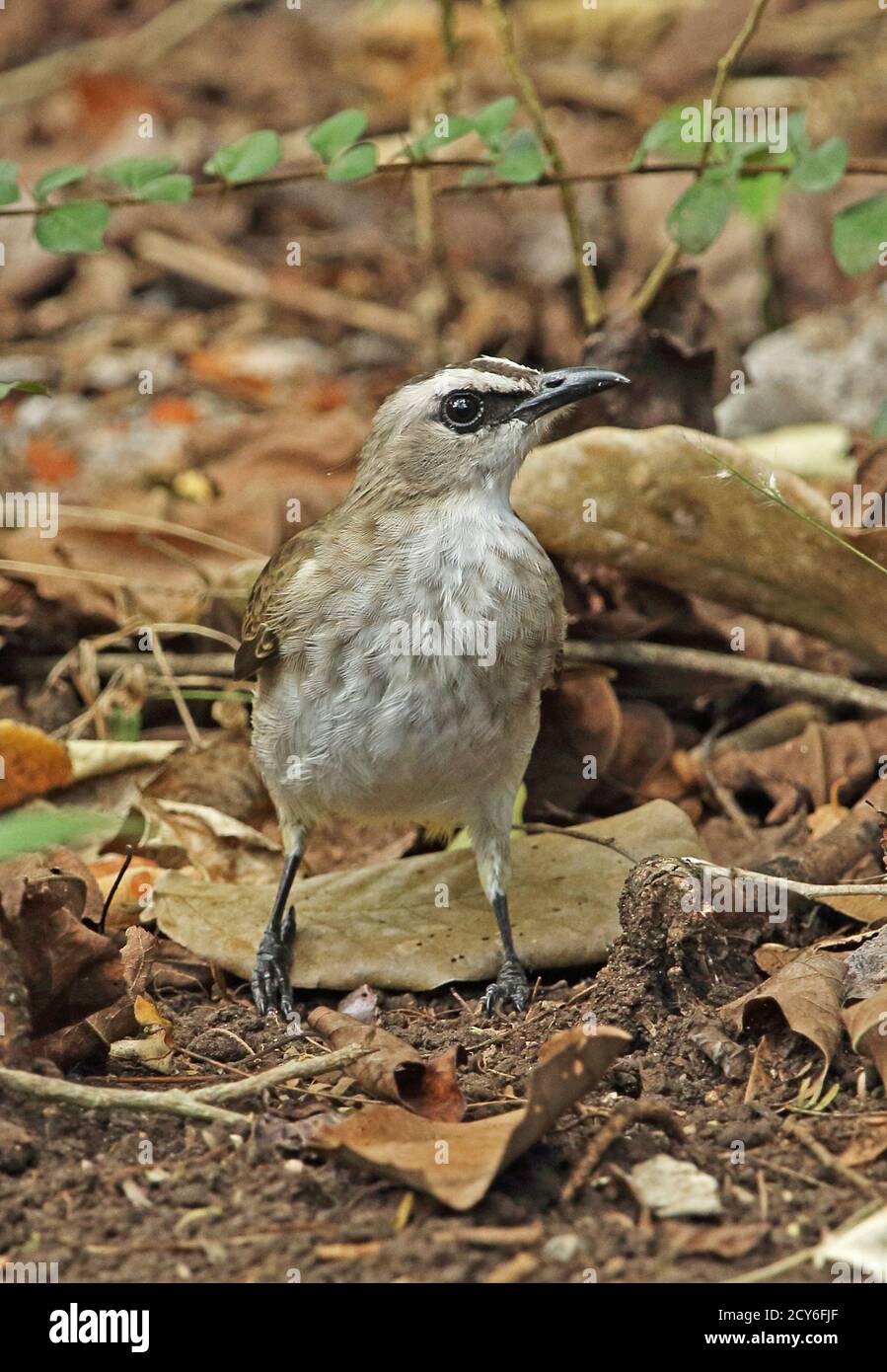 Yellow vented bulbul bird hi-res stock photography and images - Alamy