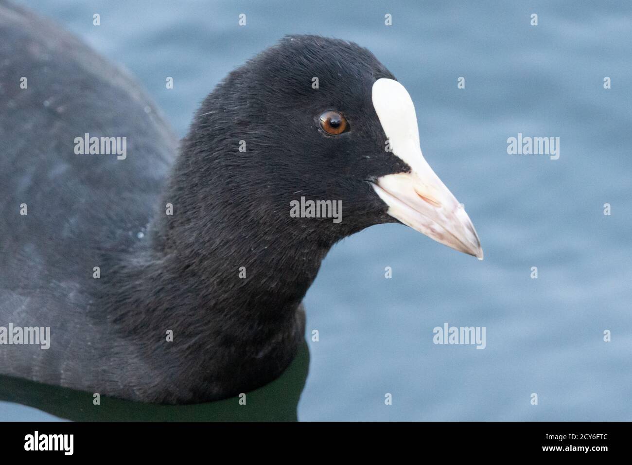 Coot uk hi-res stock photography and images - Alamy