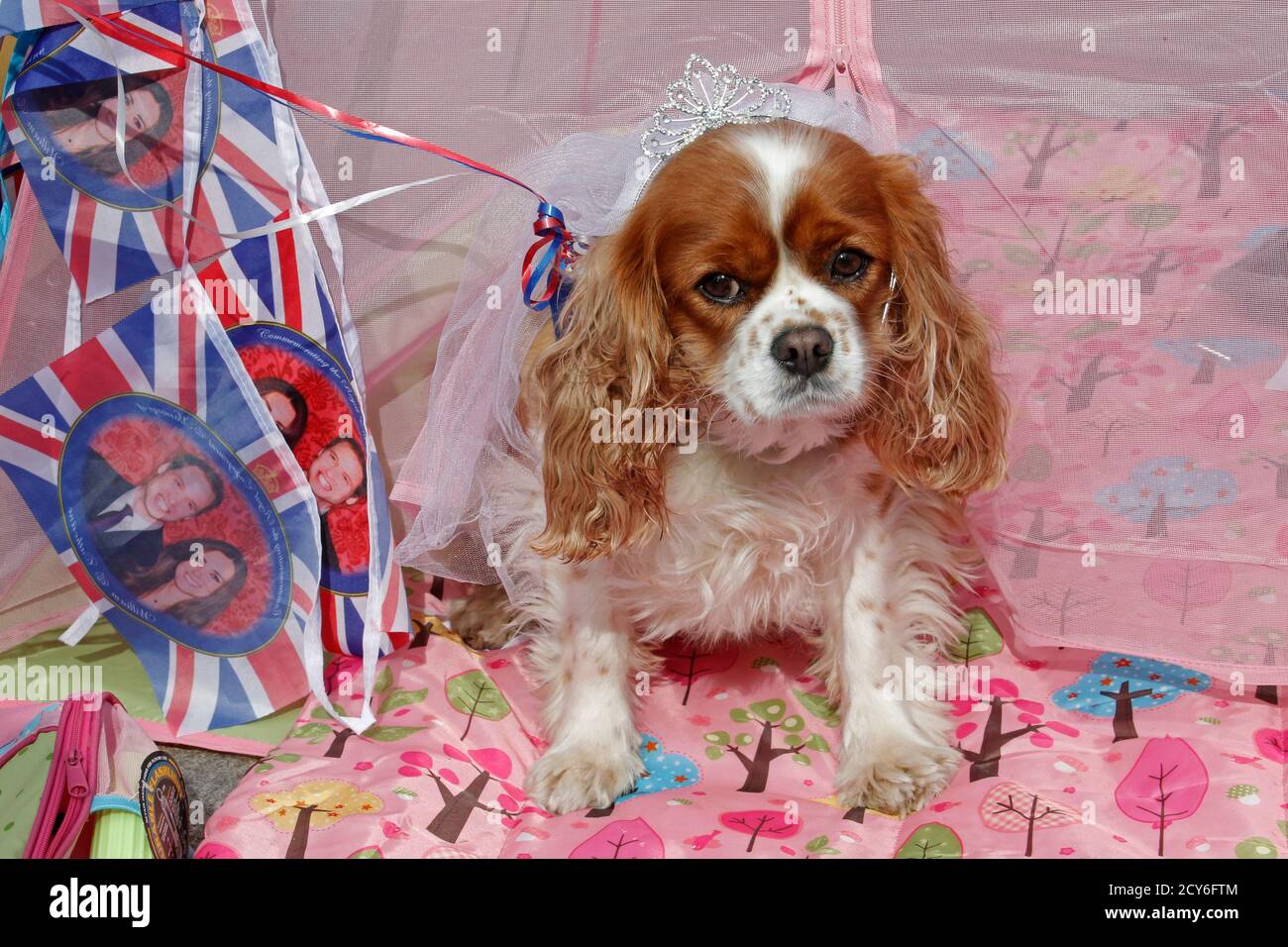 Prince charles spaniel hi-res stock photography and images - Alamy