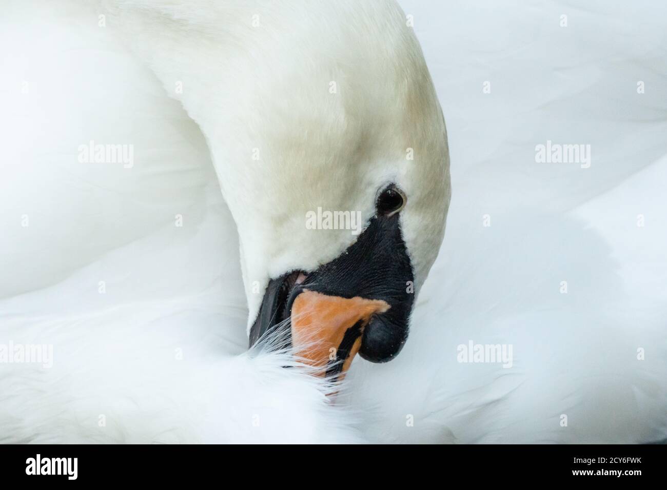 Mute swan preening her feathers. Symbol of beauty, pride, purity ...