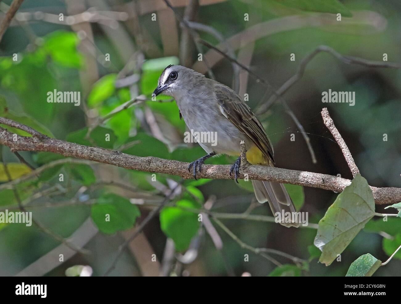 Vented bulbul bird hi-res stock photography and images - Alamy