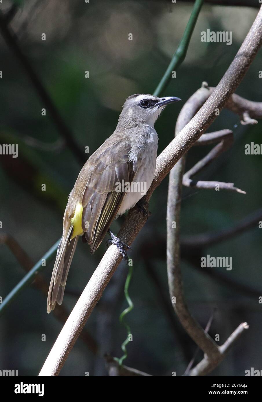 Yellow vented bulbul bird hi-res stock photography and images - Alamy