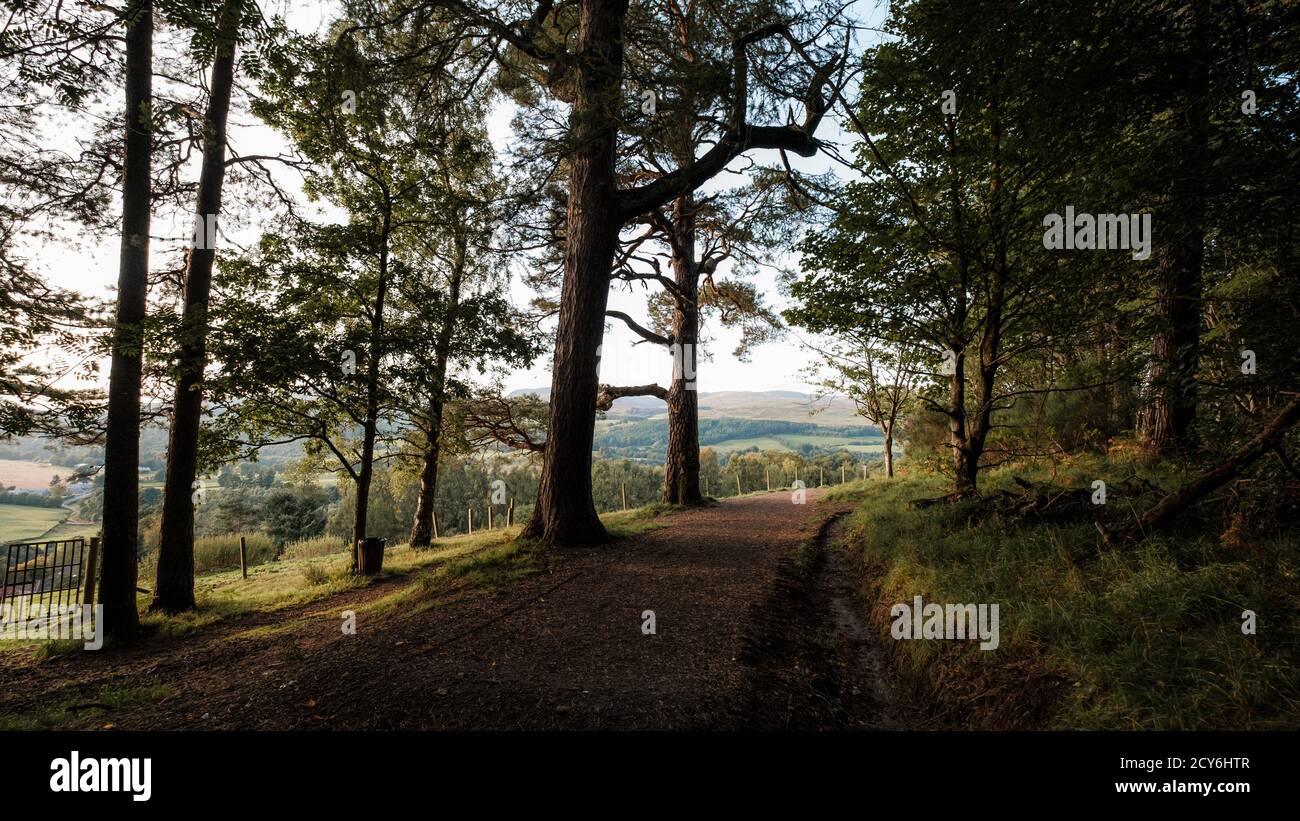 Clear path through trees hi-res stock photography and images - Alamy