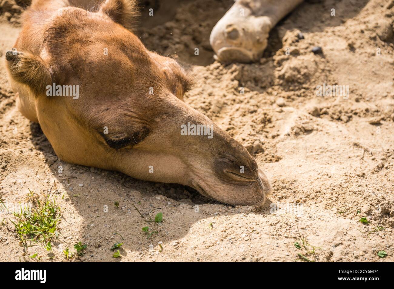 Camel sleeping hi-res stock photography and images - Alamy