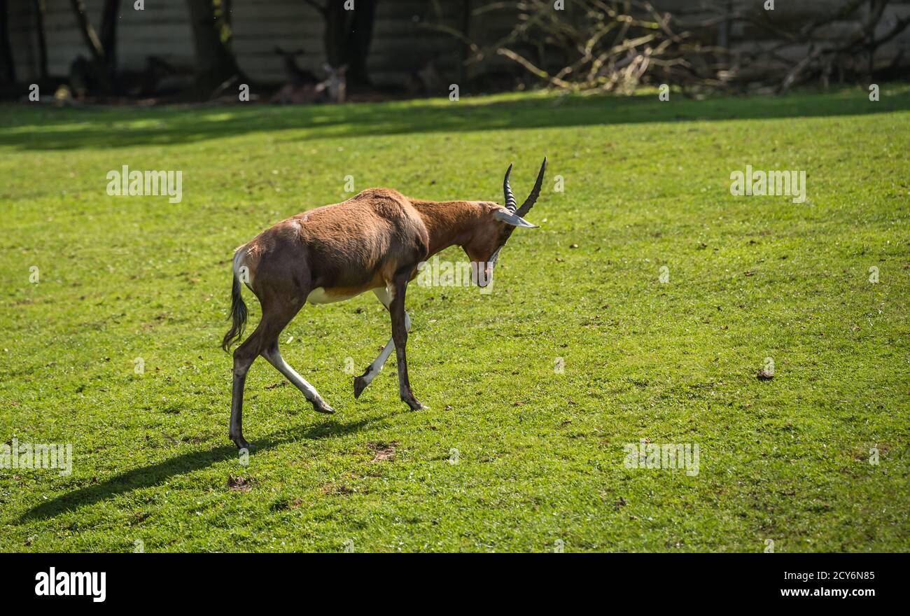 Cute baby antelope walking in the green field Stock Photo - Alamy
