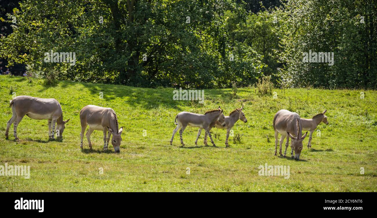 Group of baby antelopes grazing in a field Stock Photo - Alamy