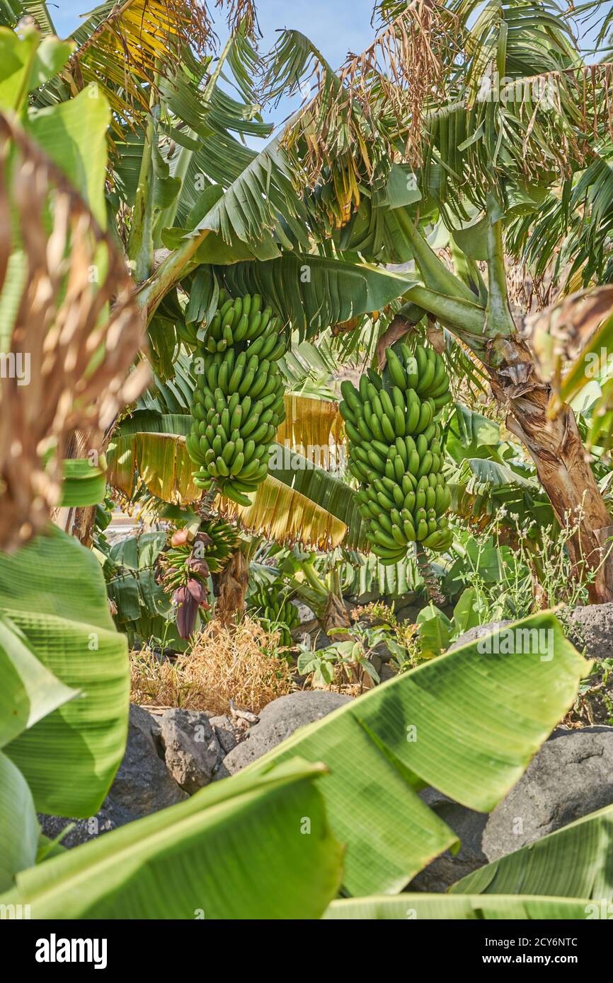 Wild banana trees on the Canary Islands Stock Photo - Alamy