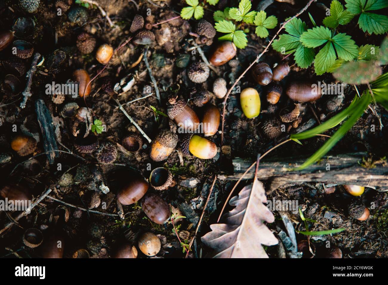 Overhead shot brown fallen hi-res stock photography and images - Alamy