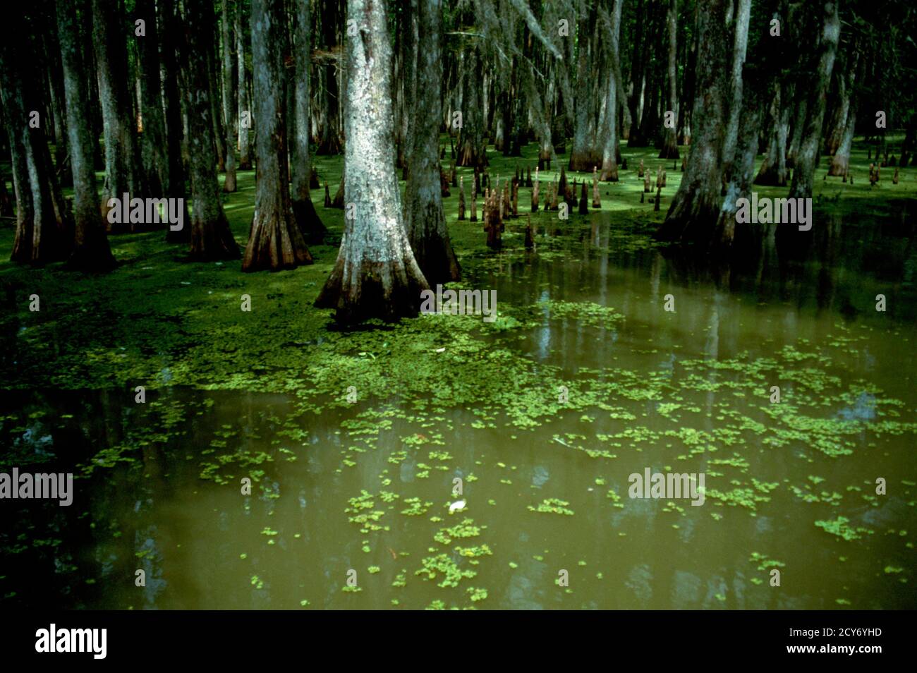 Bayou scenes from Louisiana, USA Stock Photo - Alamy