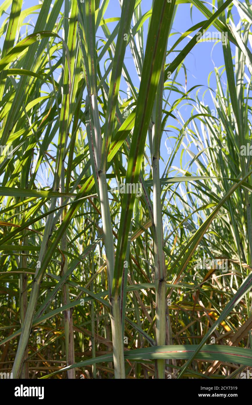Louisiana sugar cane field hi-res stock photography and images - Alamy