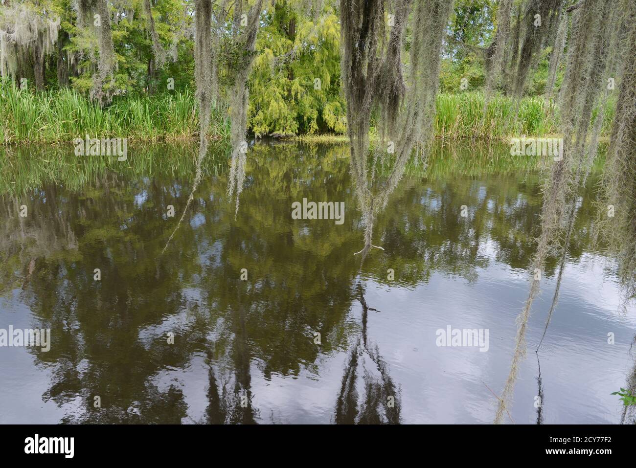Bayou scenes from Louisiana, USA Stock Photo - Alamy