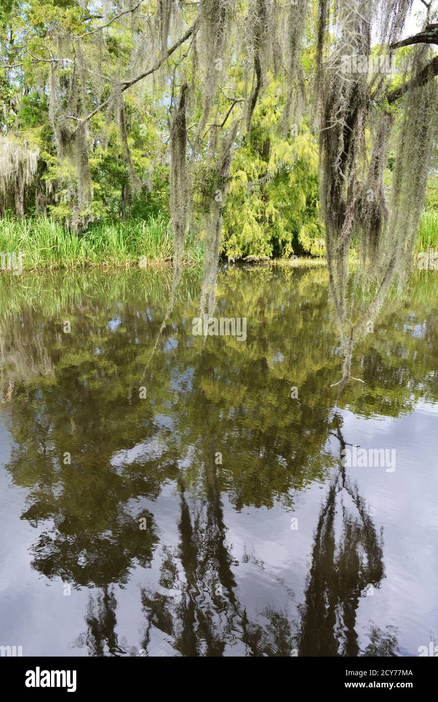 Bayou scenes from Louisiana, USA Stock Photo - Alamy