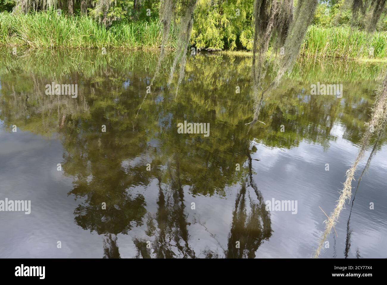 Bayou scenes from Louisiana, USA Stock Photo - Alamy