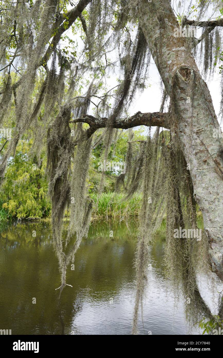 Bayou scenes from Louisiana, USA Stock Photo - Alamy