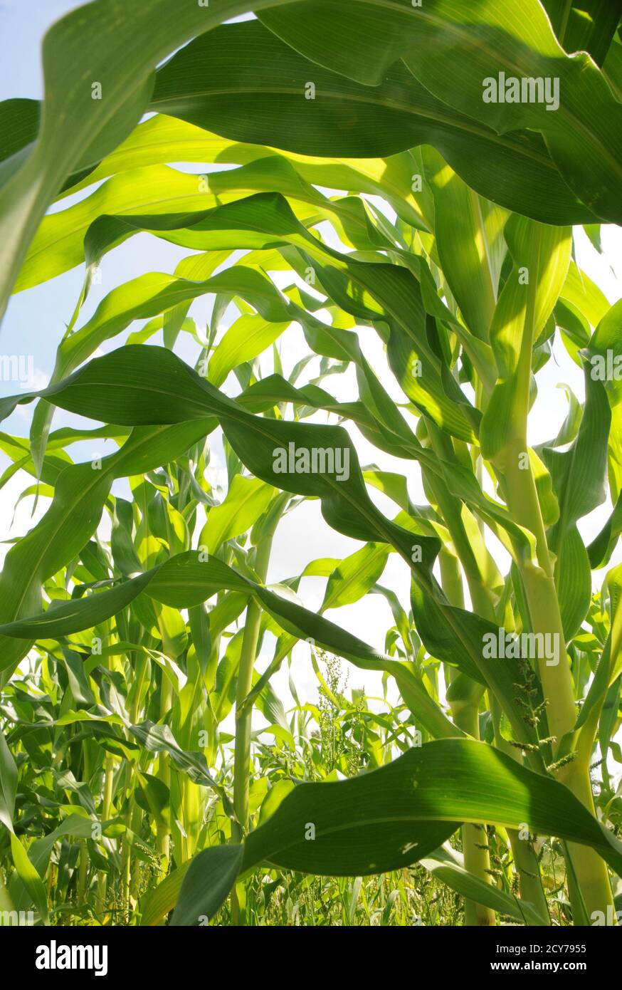 Louisiana sugar cane field hi-res stock photography and images - Alamy