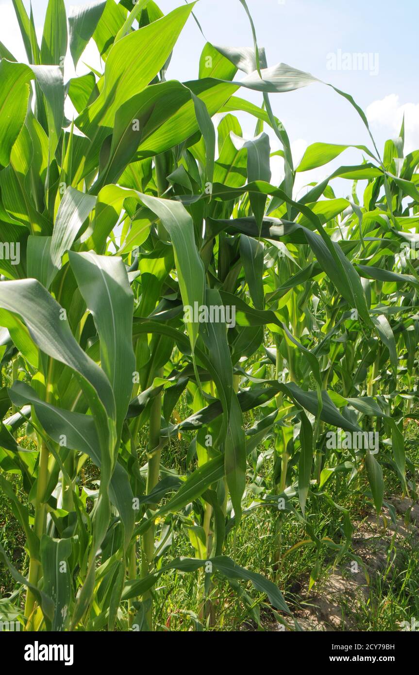 Louisiana sugar cane field hi-res stock photography and images - Alamy