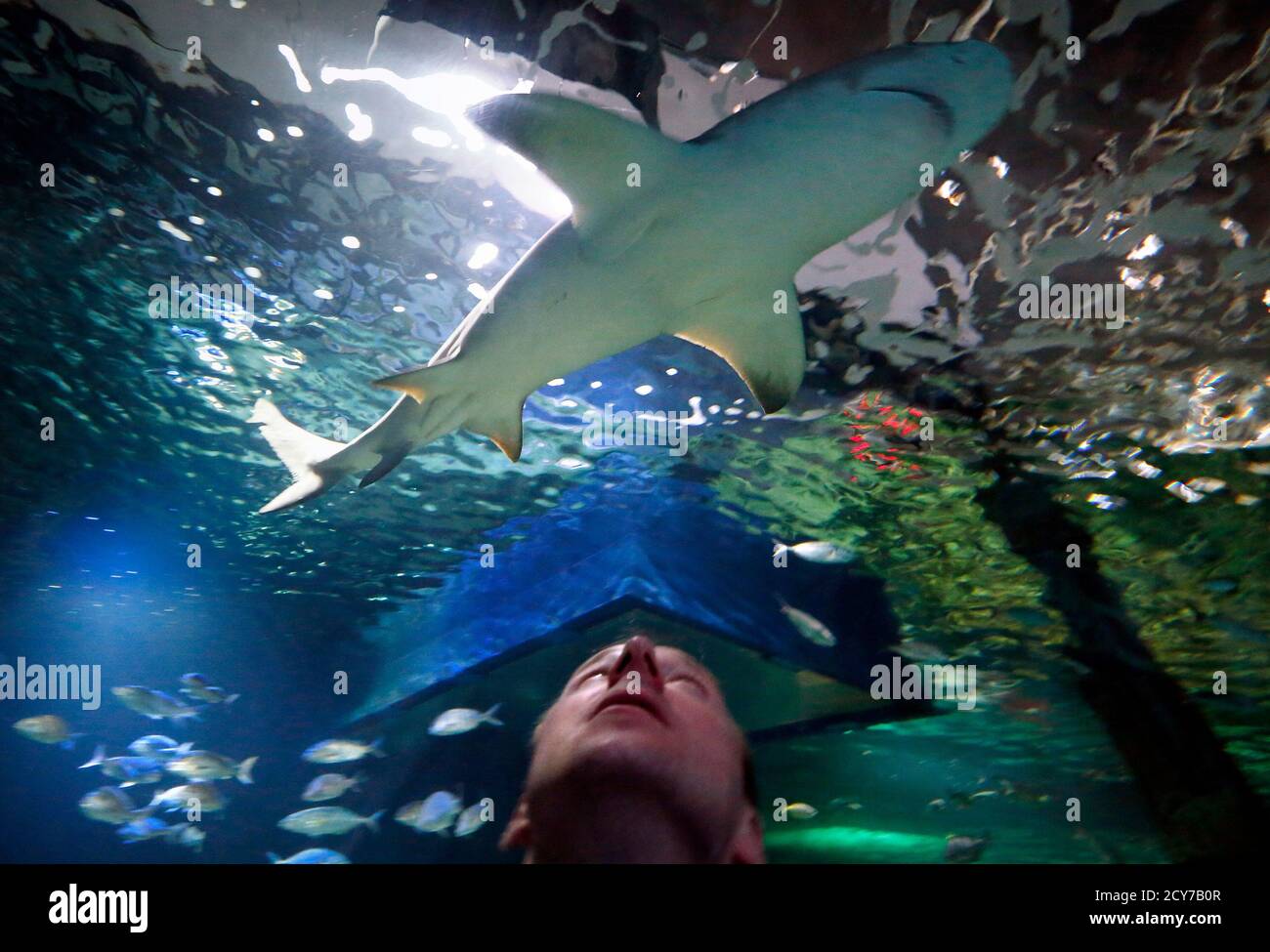 Animal charts hi-res stock photography and images - Alamy