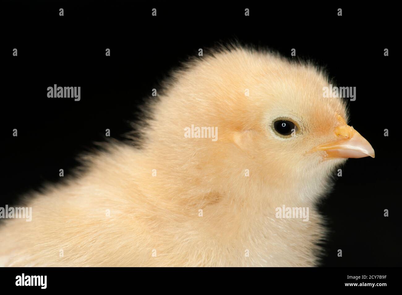 Baby yellow chick hi-res stock photography and images - Alamy