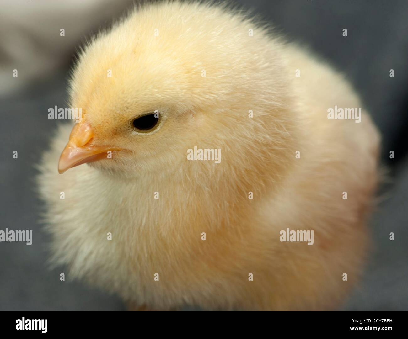 Portrait of a yellow baby chicken Stock Photo - Alamy