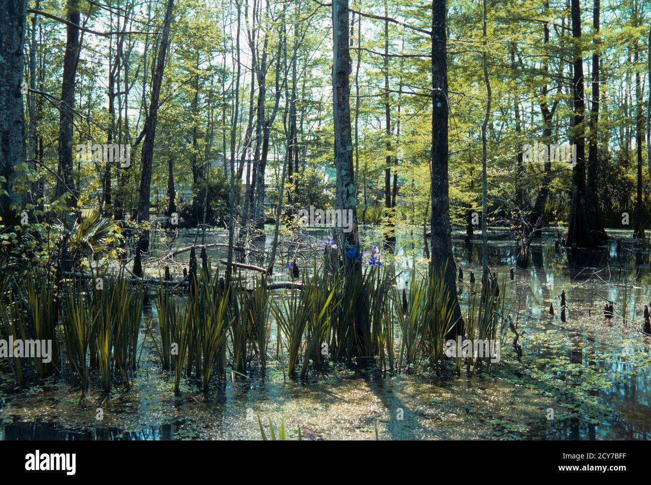 Bayou scenes from Louisiana, USA Stock Photo - Alamy