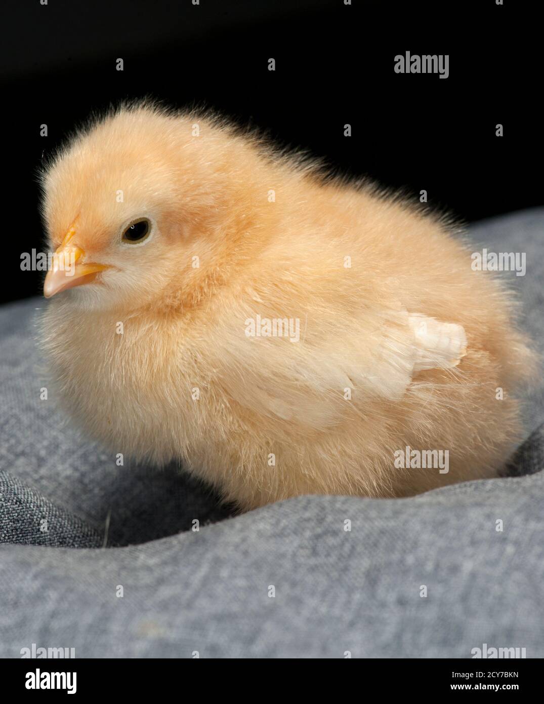Full body shot of an orangey yellow baby chick Stock Photo - Alamy