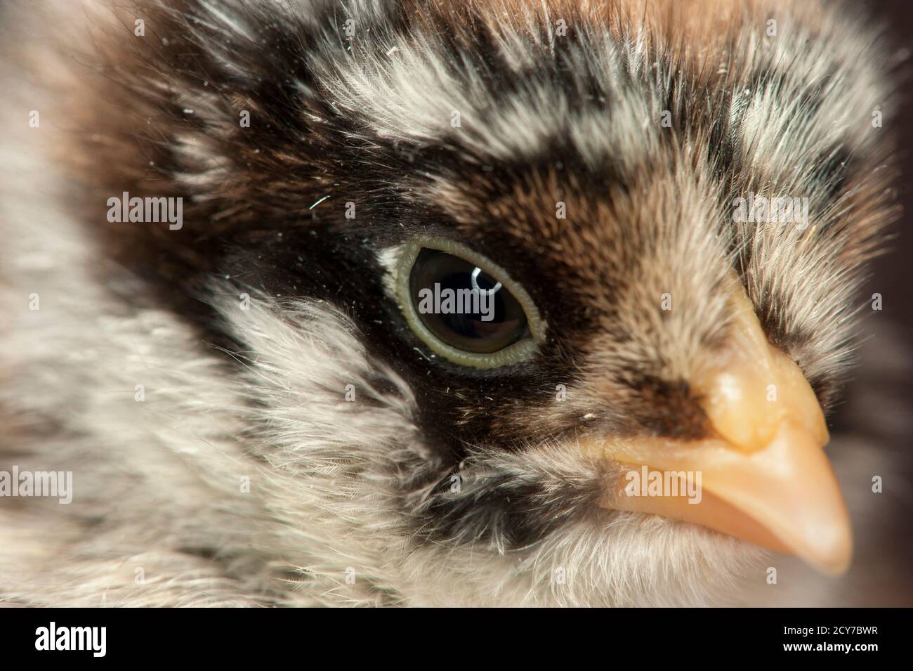 Chicken close up face hi-res stock photography and images - Alamy