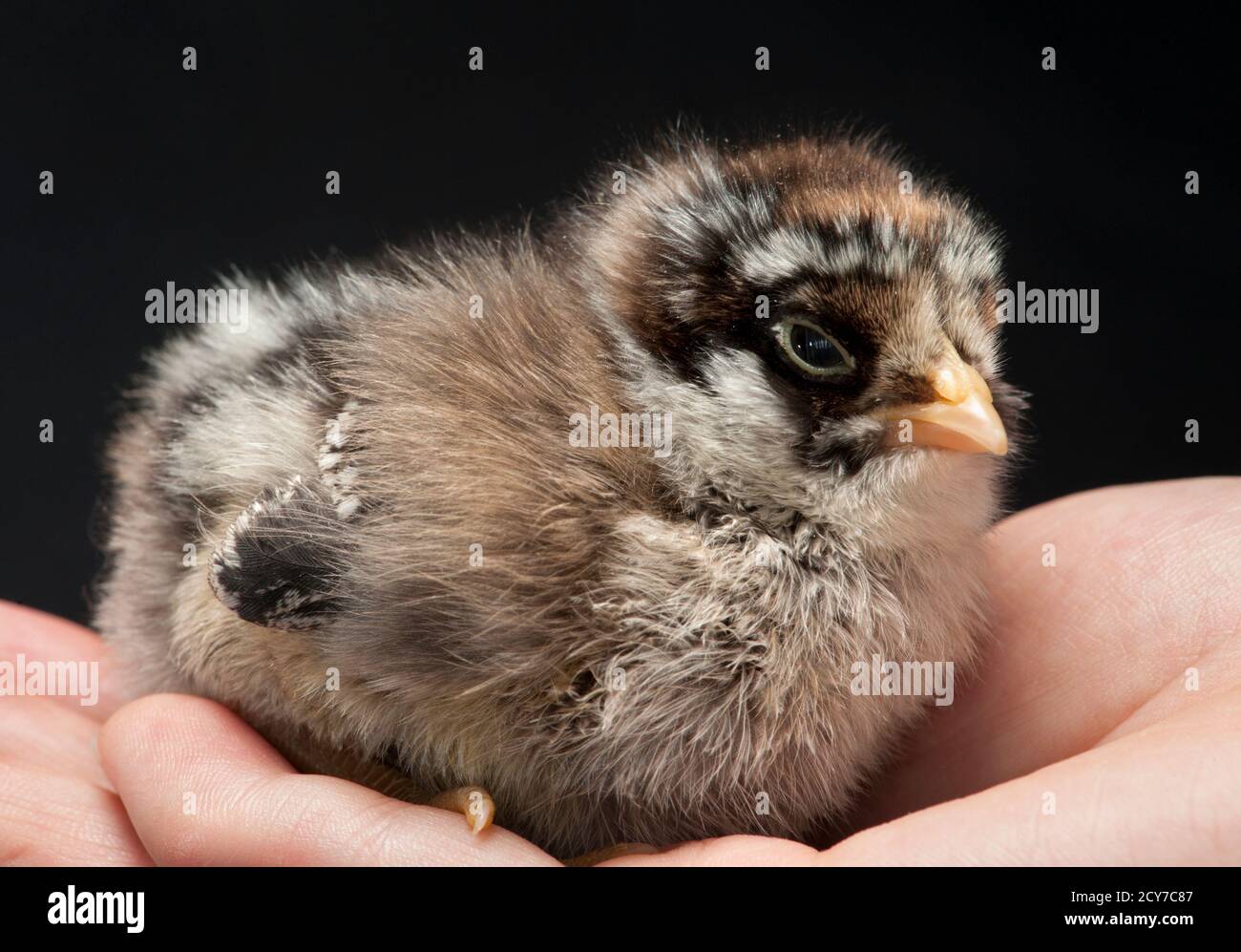 Close up photo of a brown mottled baby chick in a girls hand Stock ...