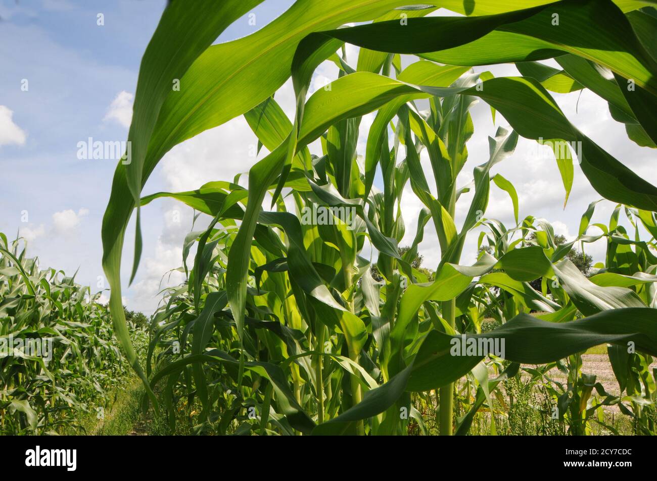 Farming in Louisiana, USA of a Corn field Stock Photo - Alamy
