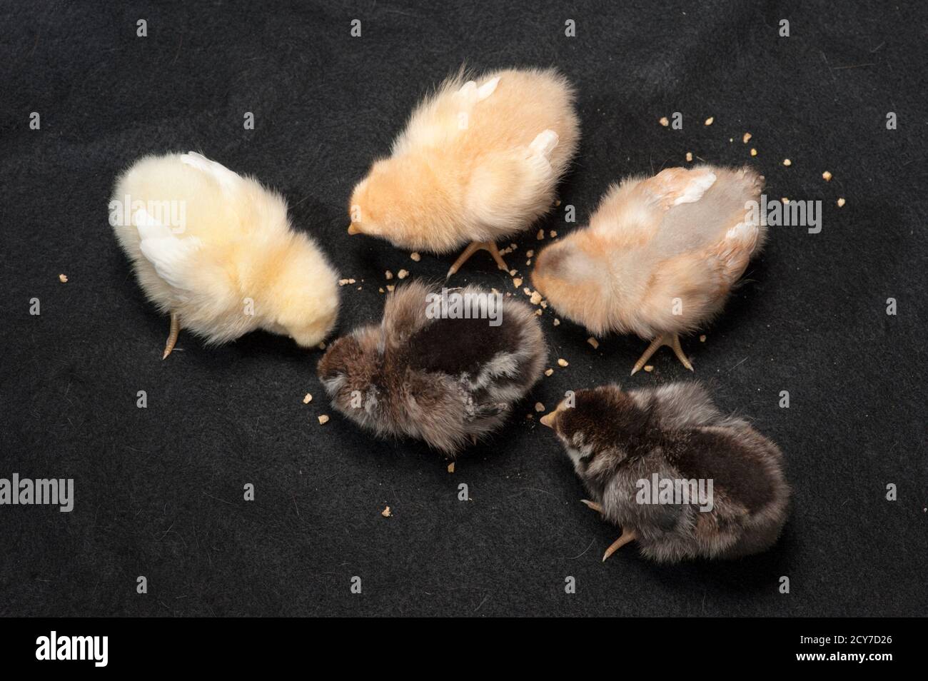 Five chickens hi-res stock photography and images - Alamy