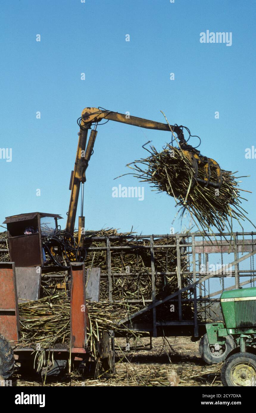 Sugar Cane Farming in Louisiana, USA Stock Photo - Alamy