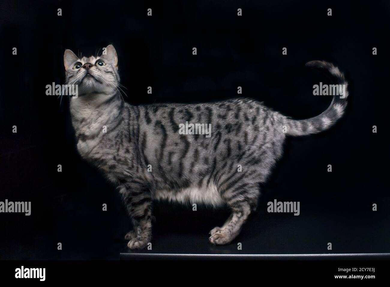 Pretty silver bengal cat looking up Stock Photo - Alamy
