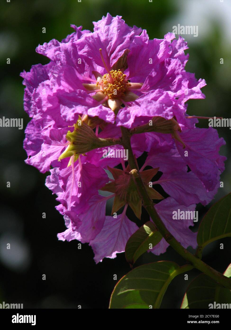 Closeup of "giant crepe-myrtle" or "Queen's crepe-myrtle" flower Stock ...