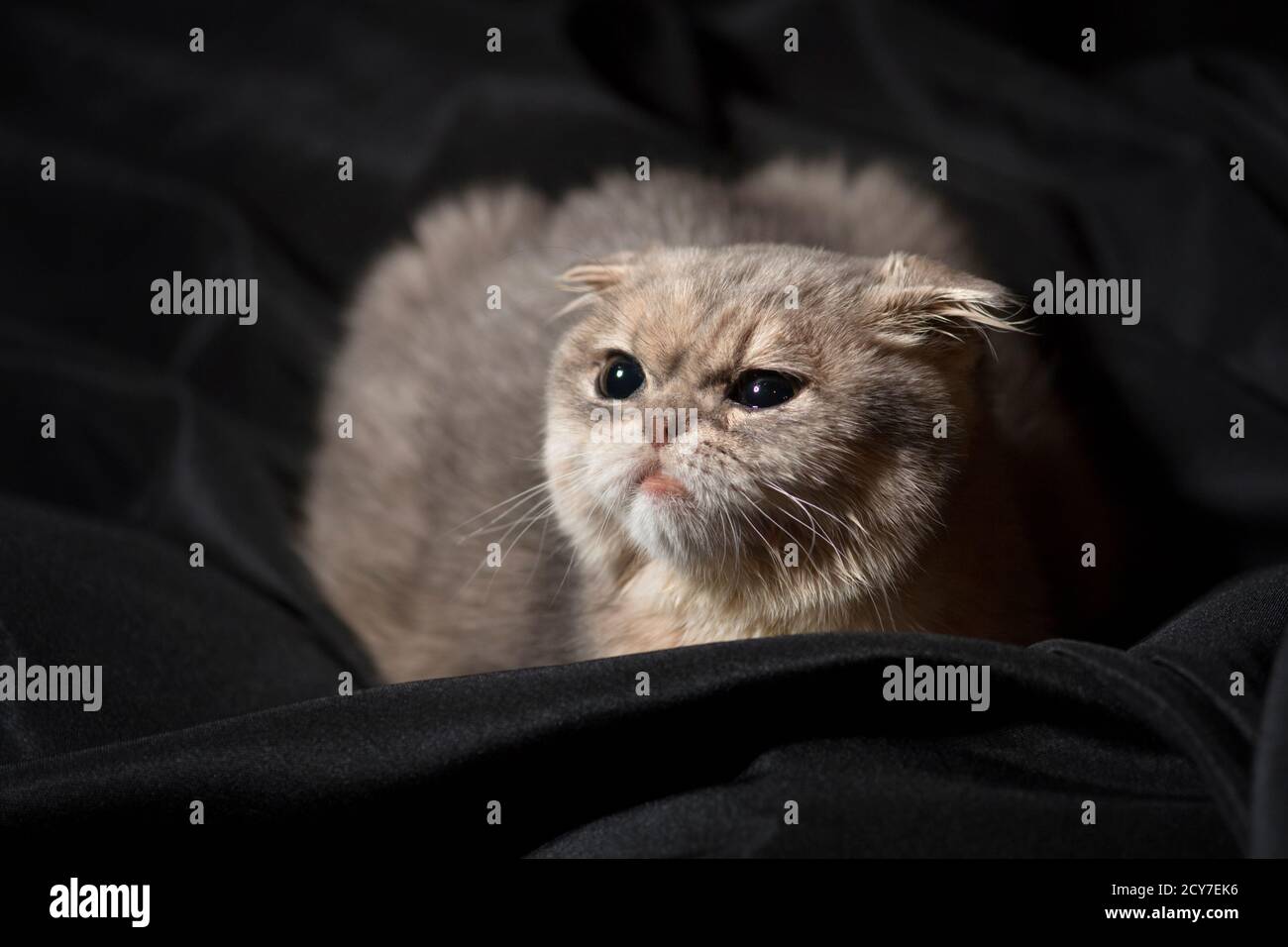 Sad looking scottish fold kitten looking off to the left Stock Photo ...