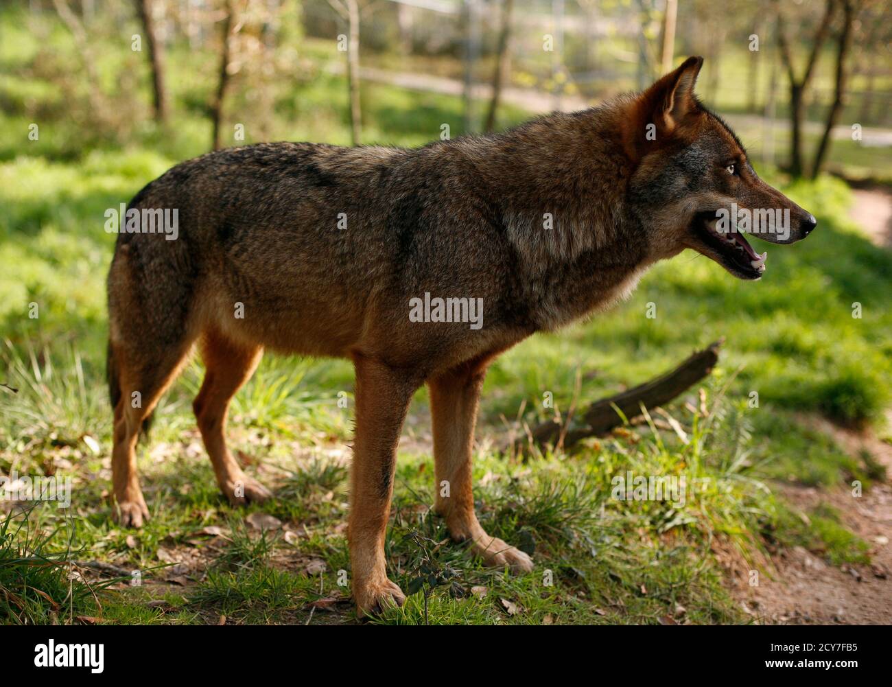 Iberian wolf centre portugal hi-res stock photography and images - Alamy