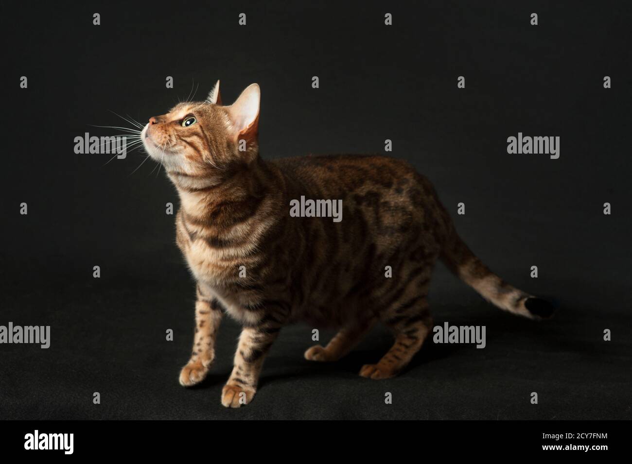 Adult bengal cat looking towards the light Stock Photo - Alamy