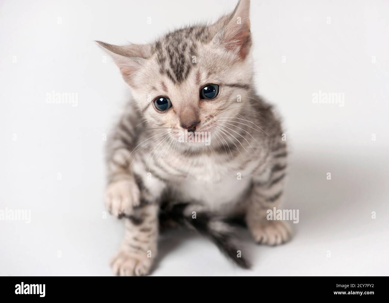 Cute photo of a silver bengal kitten looking pensive Stock Photo - Alamy