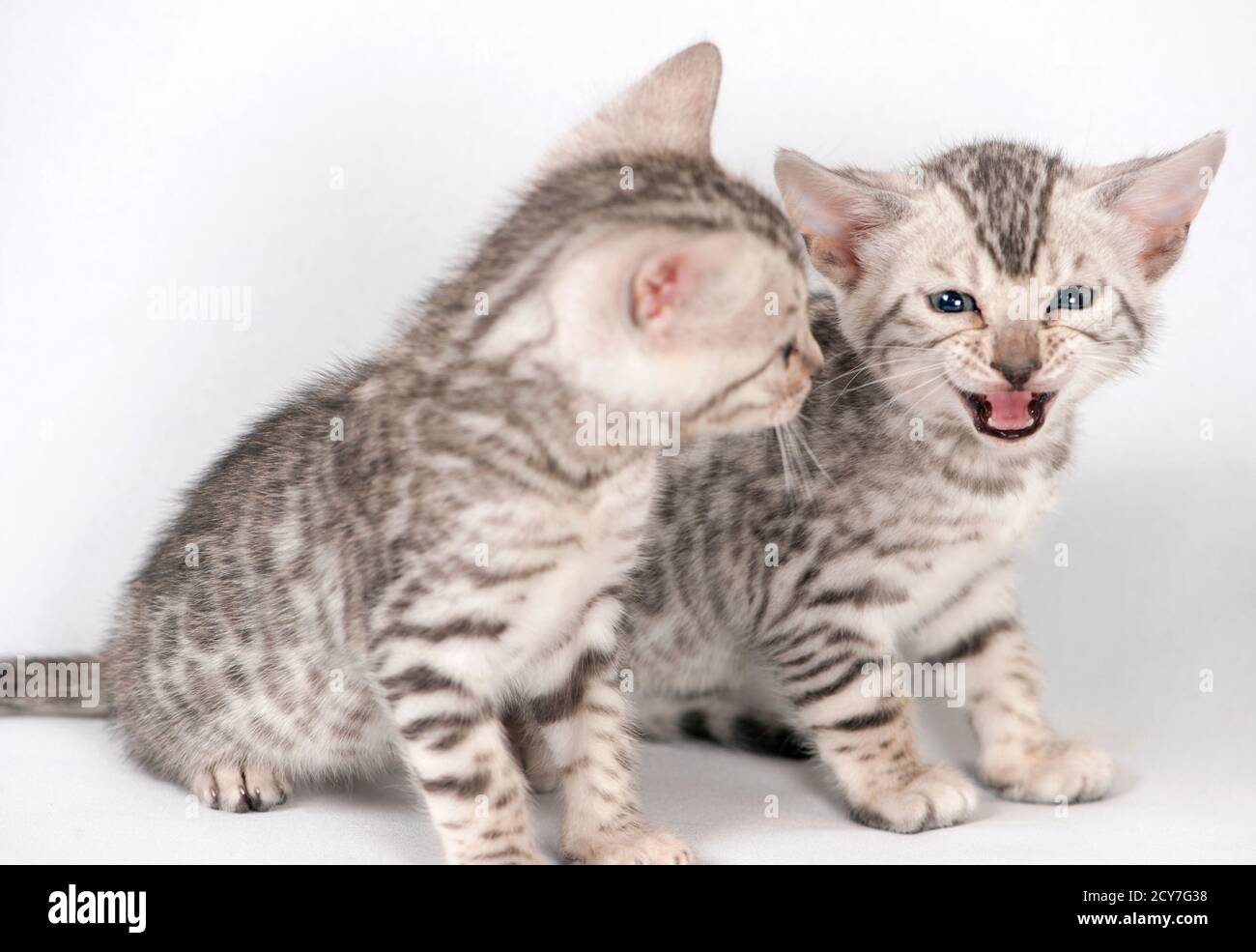 Funny photo of crying silver bengal kitten and sibling Stock Photo - Alamy