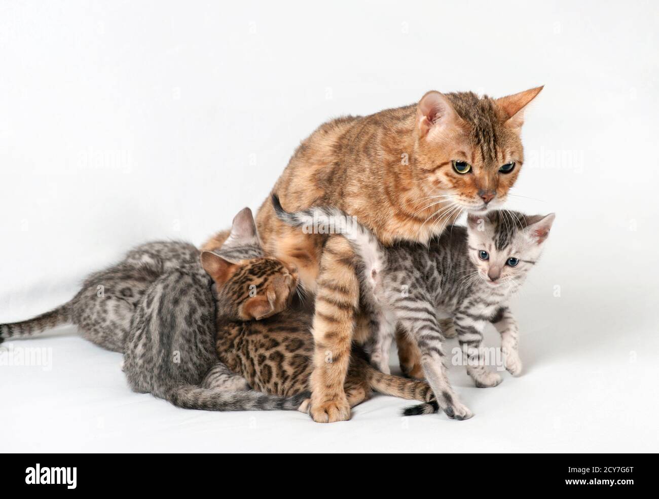 Protective mother bengal cat and her affectionate litter of kittens ...