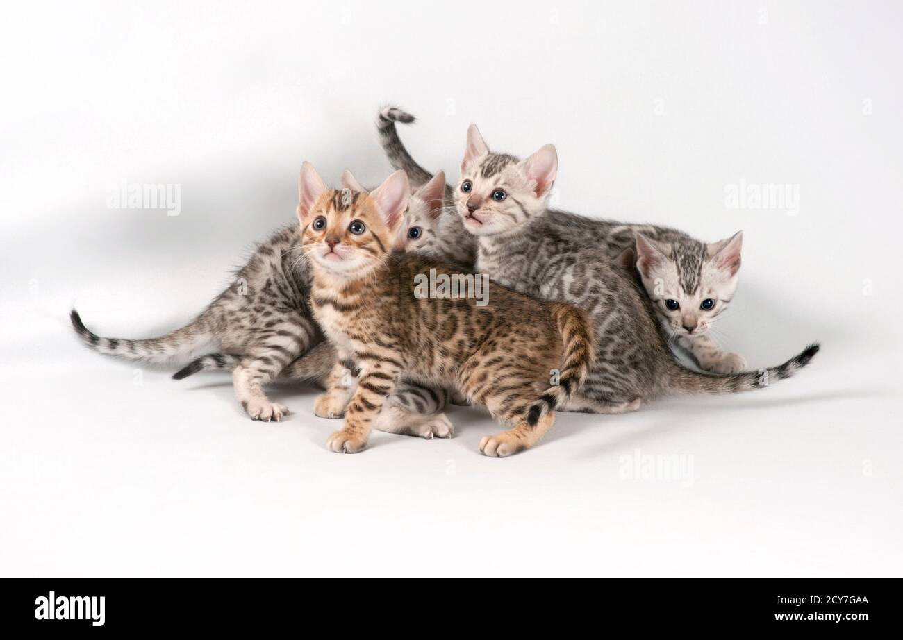 Animals animal group photo litter babies hi-res stock photography and ...